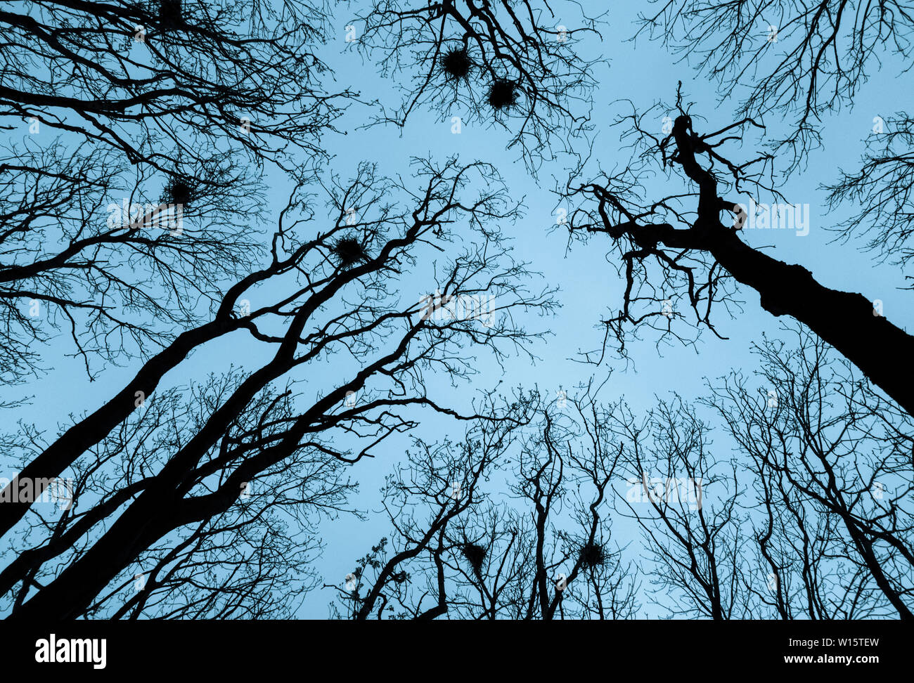Rooks (Corvus frugilegus ) nest site, Rookery. View from woodland floor ...