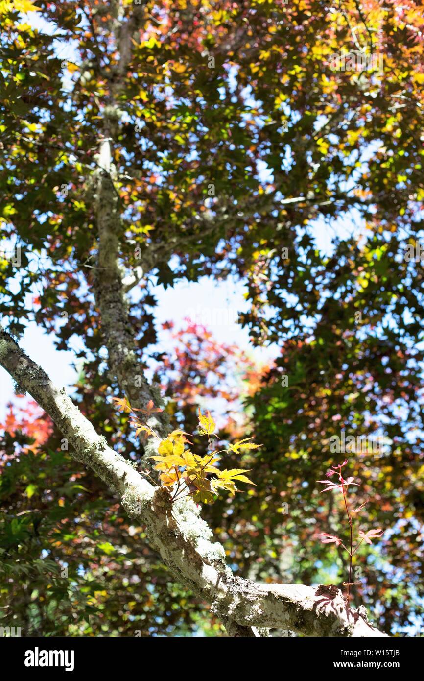 Palmatum Bloodgood High Resolution Stock Photography and Images - Alamy