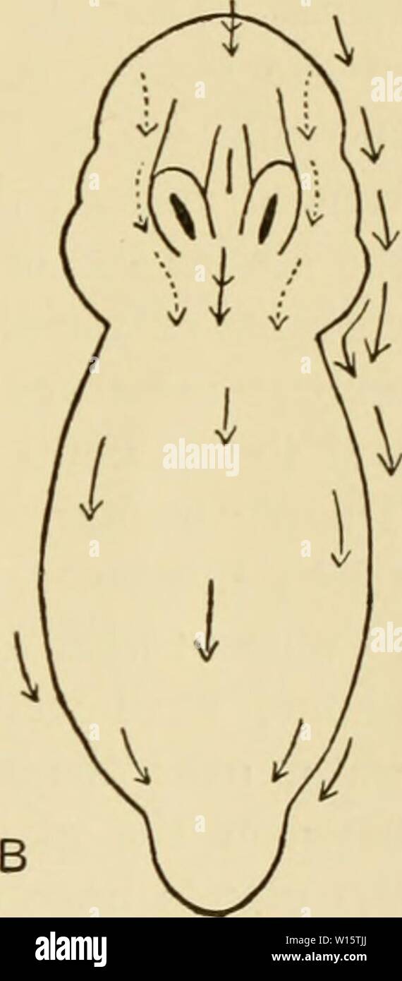 Archive image from page 180 of The development of the frog's. The ...