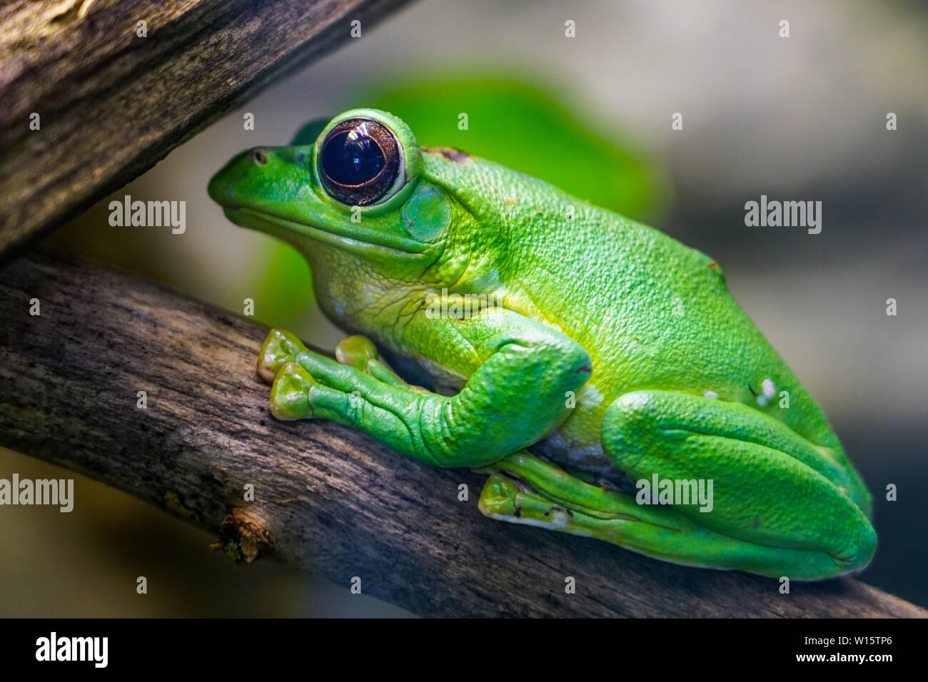 Giant tree frog hi-res stock photography and images - Alamy