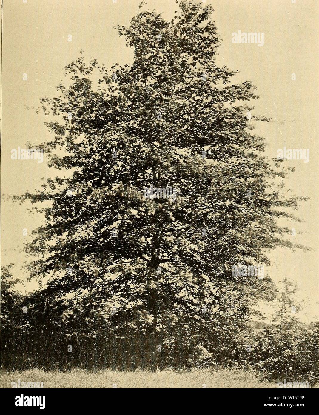 Archive image from page 182 of Descriptive guide to the grounds ...