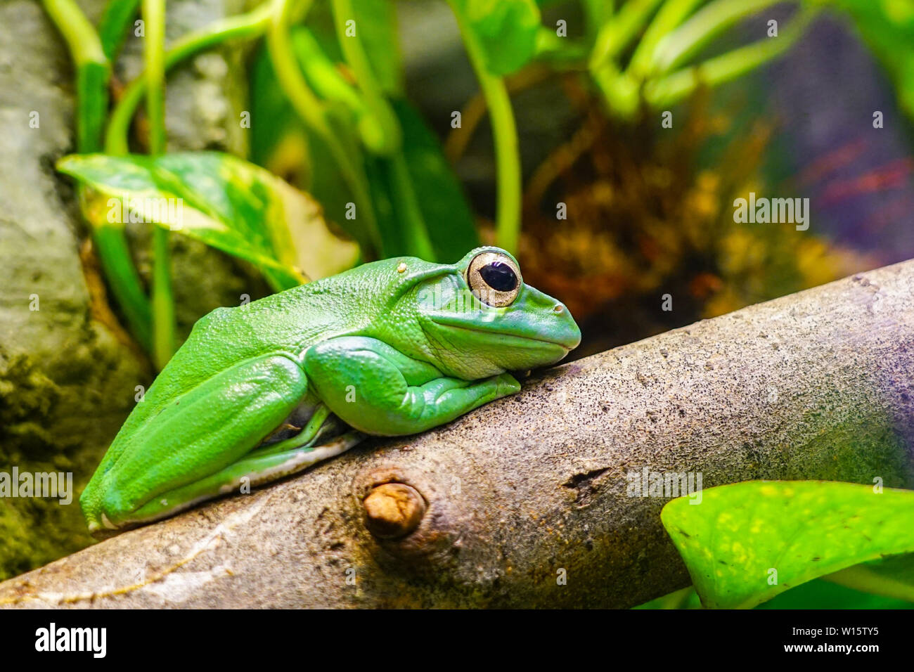 Giant tree frog hi-res stock photography and images - Alamy