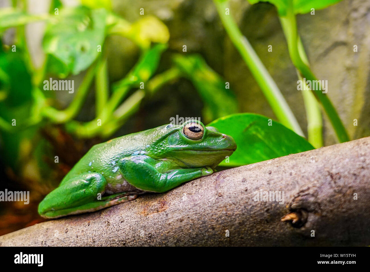 Dennys giant tree frog posing in profile Stock Photo - Alamy