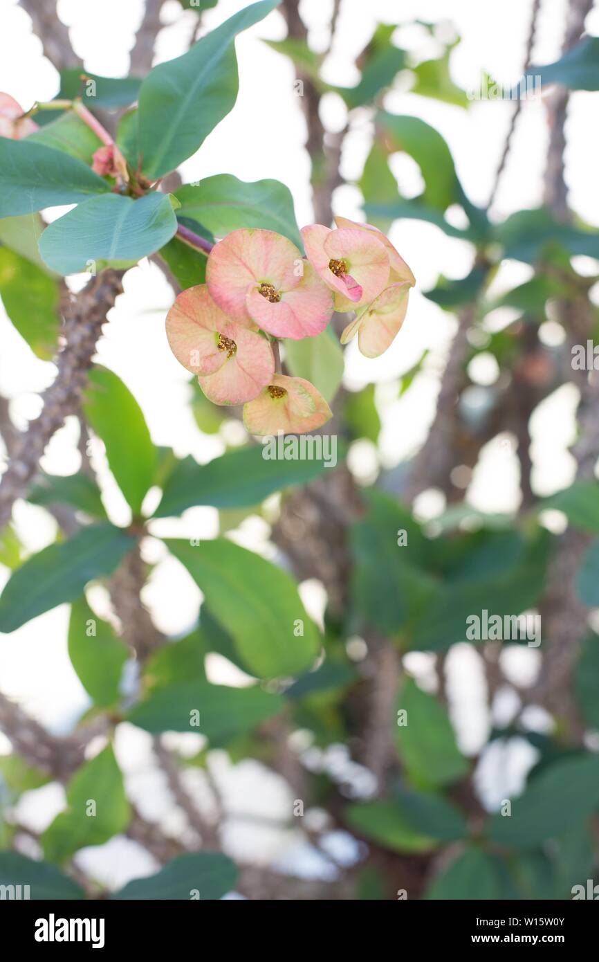 Corona plant hi-res stock photography and images - Alamy