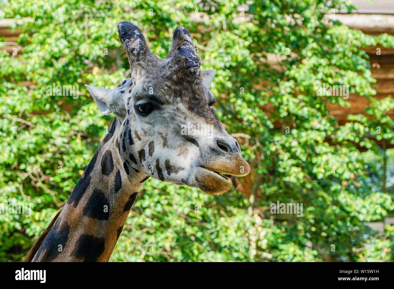 closeup view of a giraffe against green foliage Stock Photo - Alamy