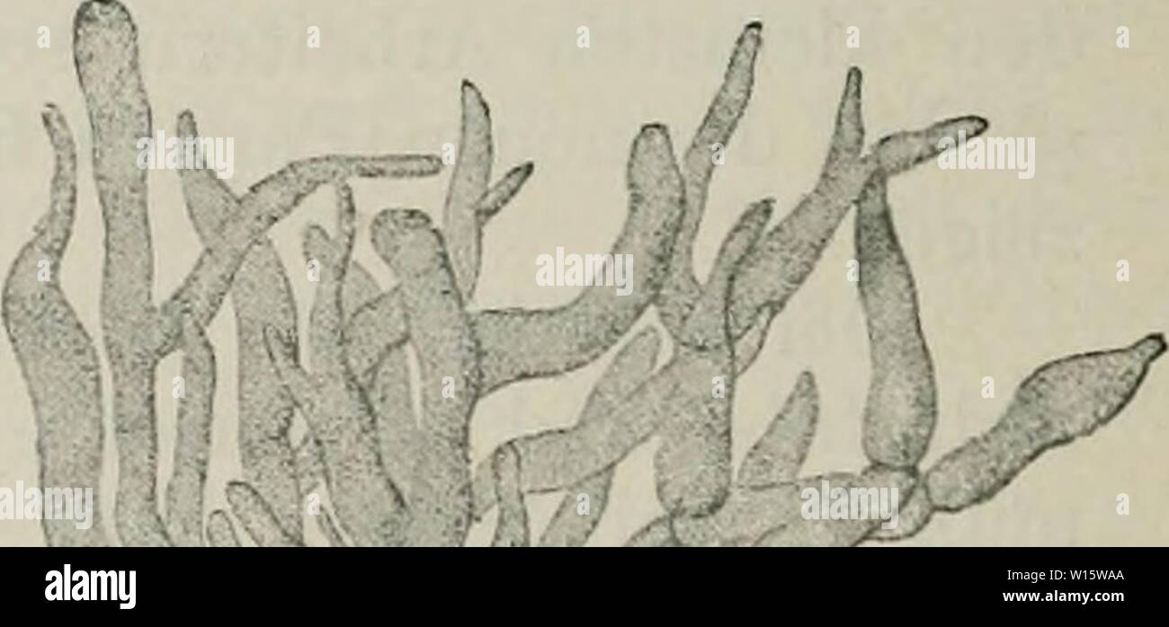 Ameise illustration hi-res stock photography and images - Alamy
