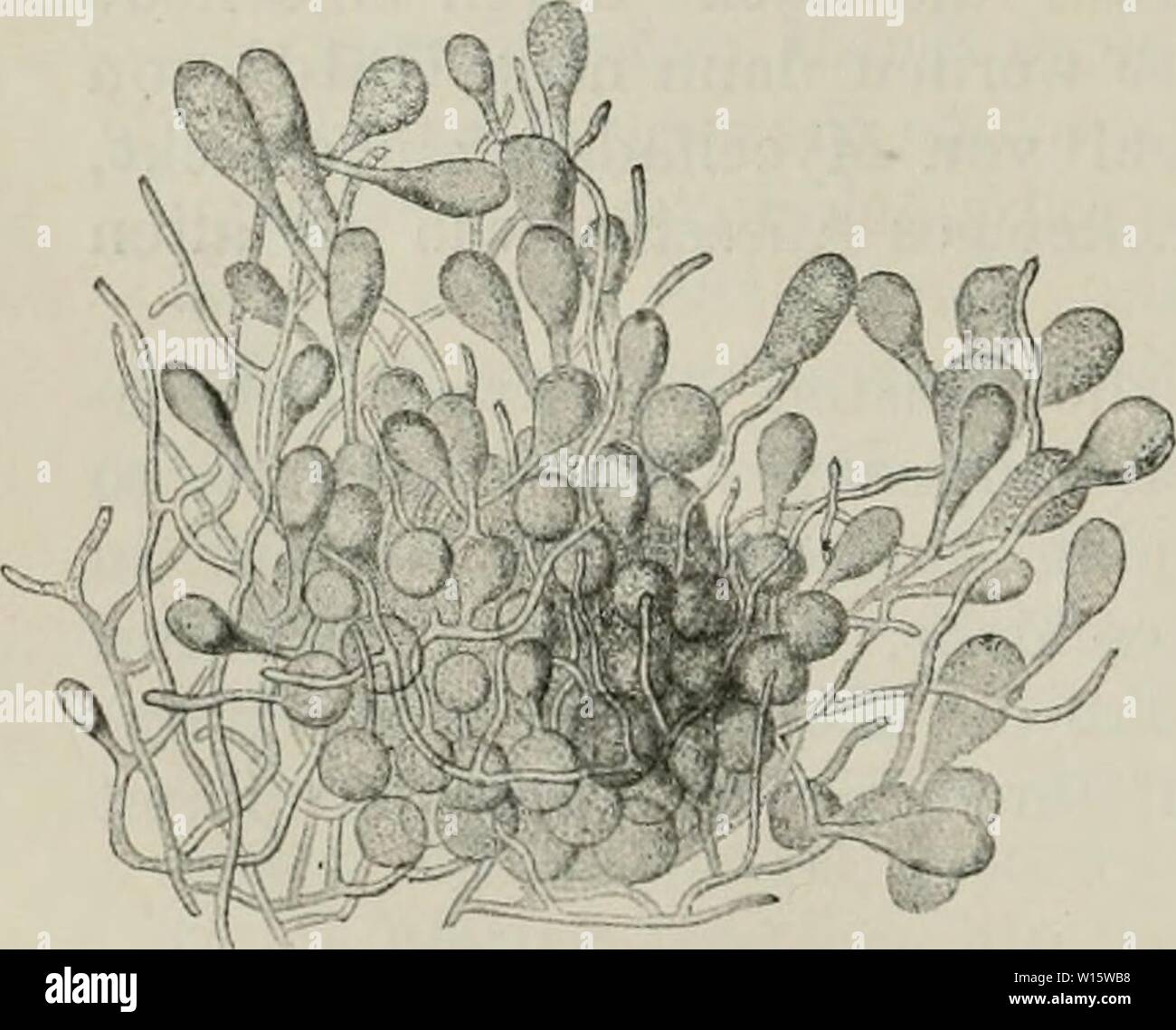 Ameise illustration hi-res stock photography and images - Alamy
