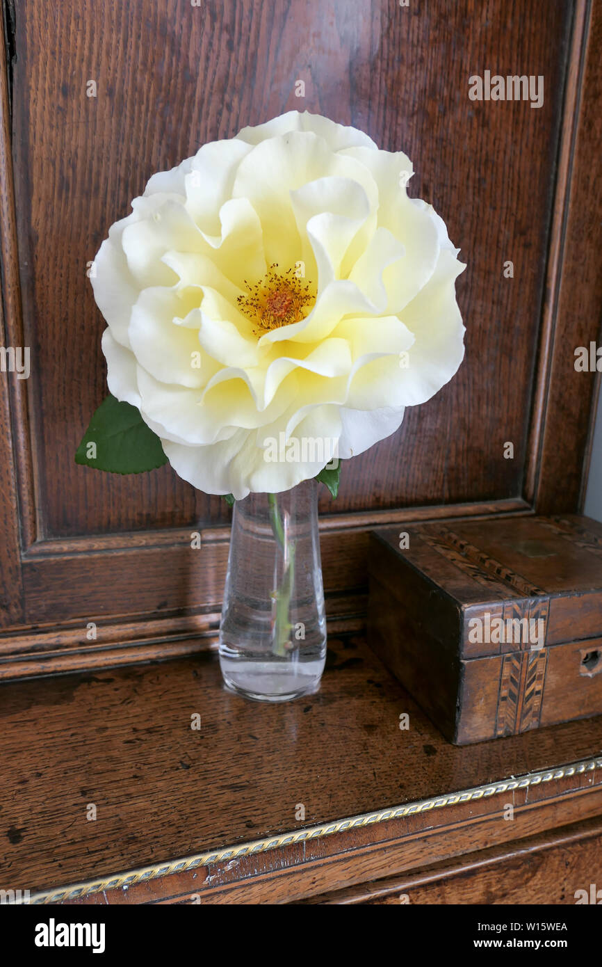 Elina rose hi-res stock photography and images - Alamy