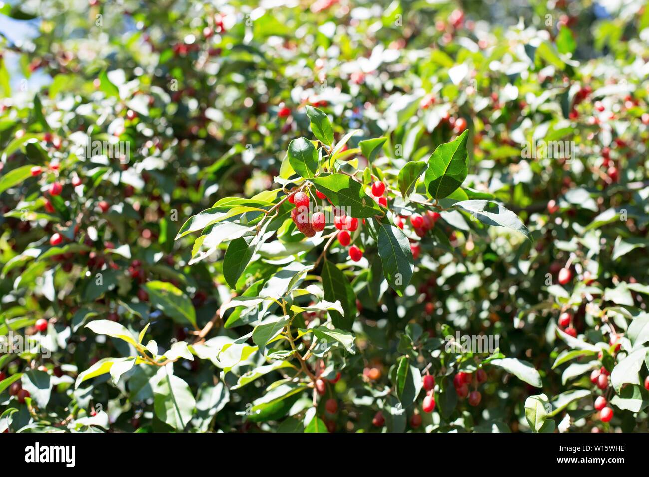 Goumi berries hi-res stock photography and images - Alamy
