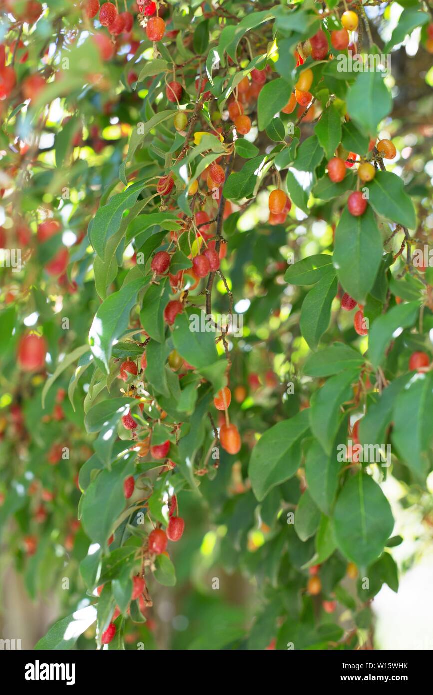 Goumi berries hi-res stock photography and images - Alamy