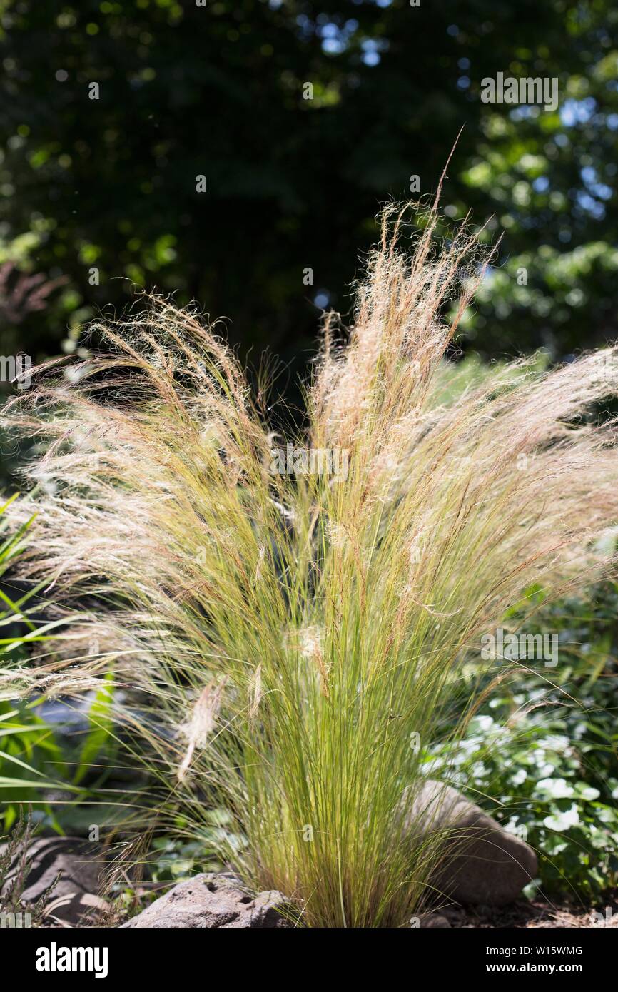 Mexican Feather Grass - Nassella Stock Photo - Alamy