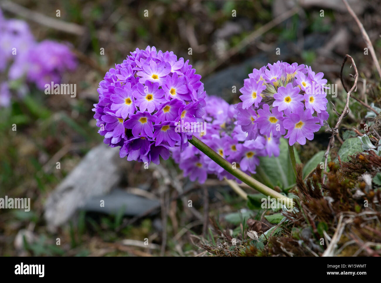 Himalayan primulas hi-res stock photography and images - Alamy
