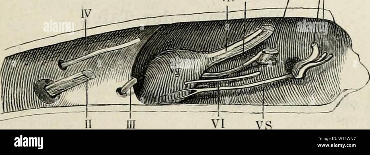 Archive image from page 184 of Die Anatomie des Frosches . Die Anatomie ...
