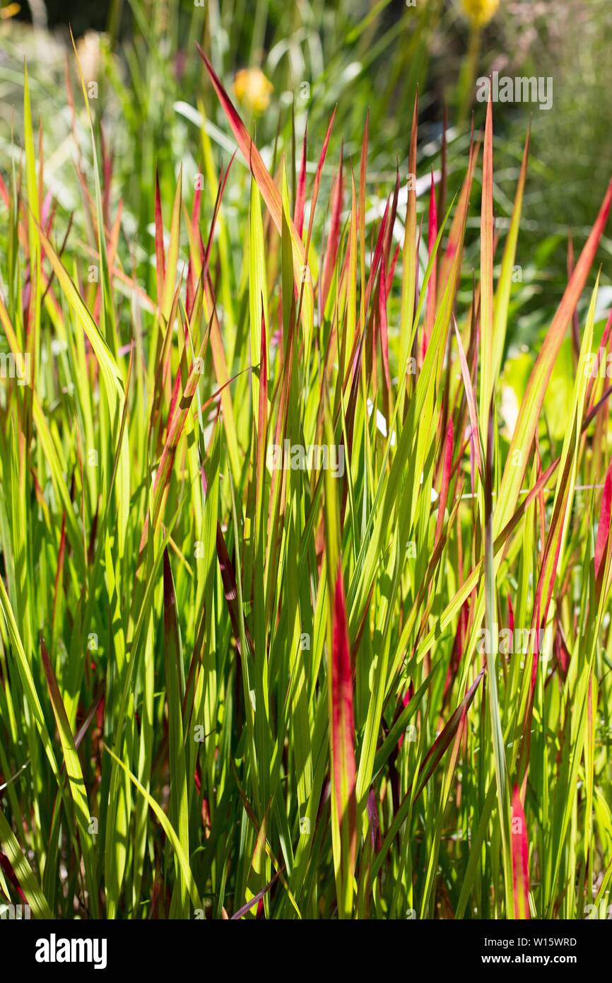 Japanese blood grass garden hi-res stock photography and images - Alamy