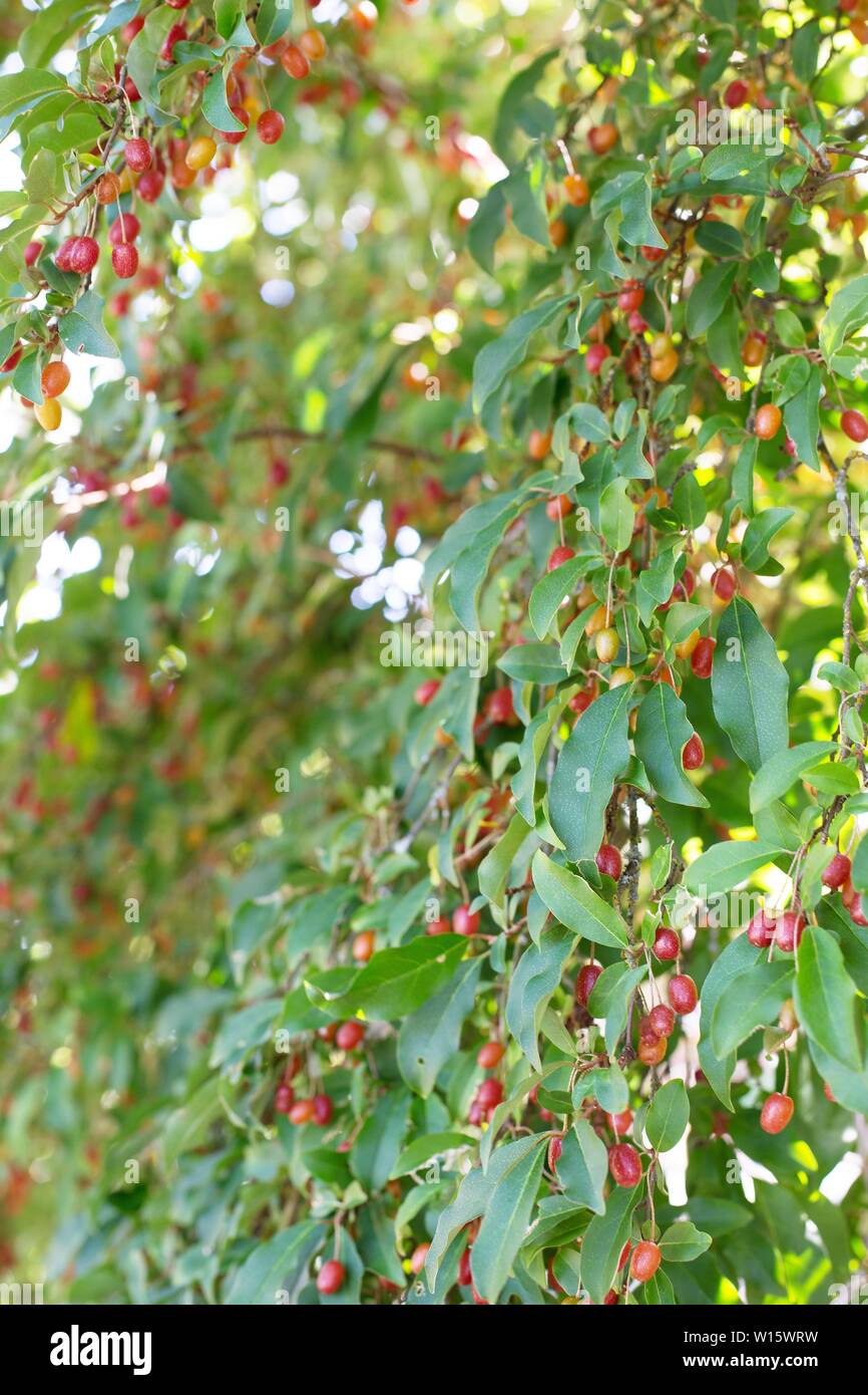 Scarlet goumi hi-res stock photography and images - Alamy