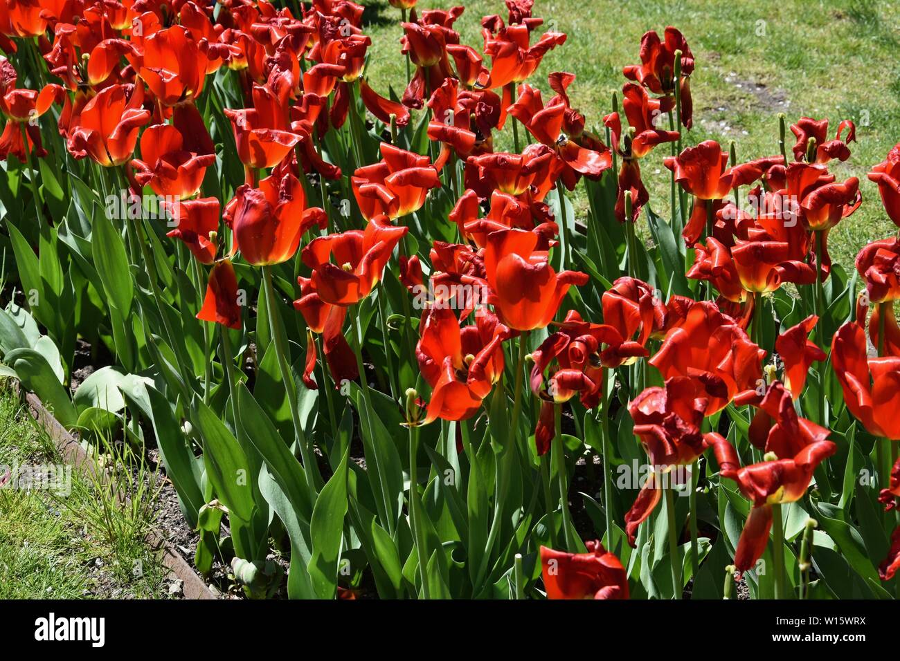 Summer Flowers in New England Stock Photo - Alamy
