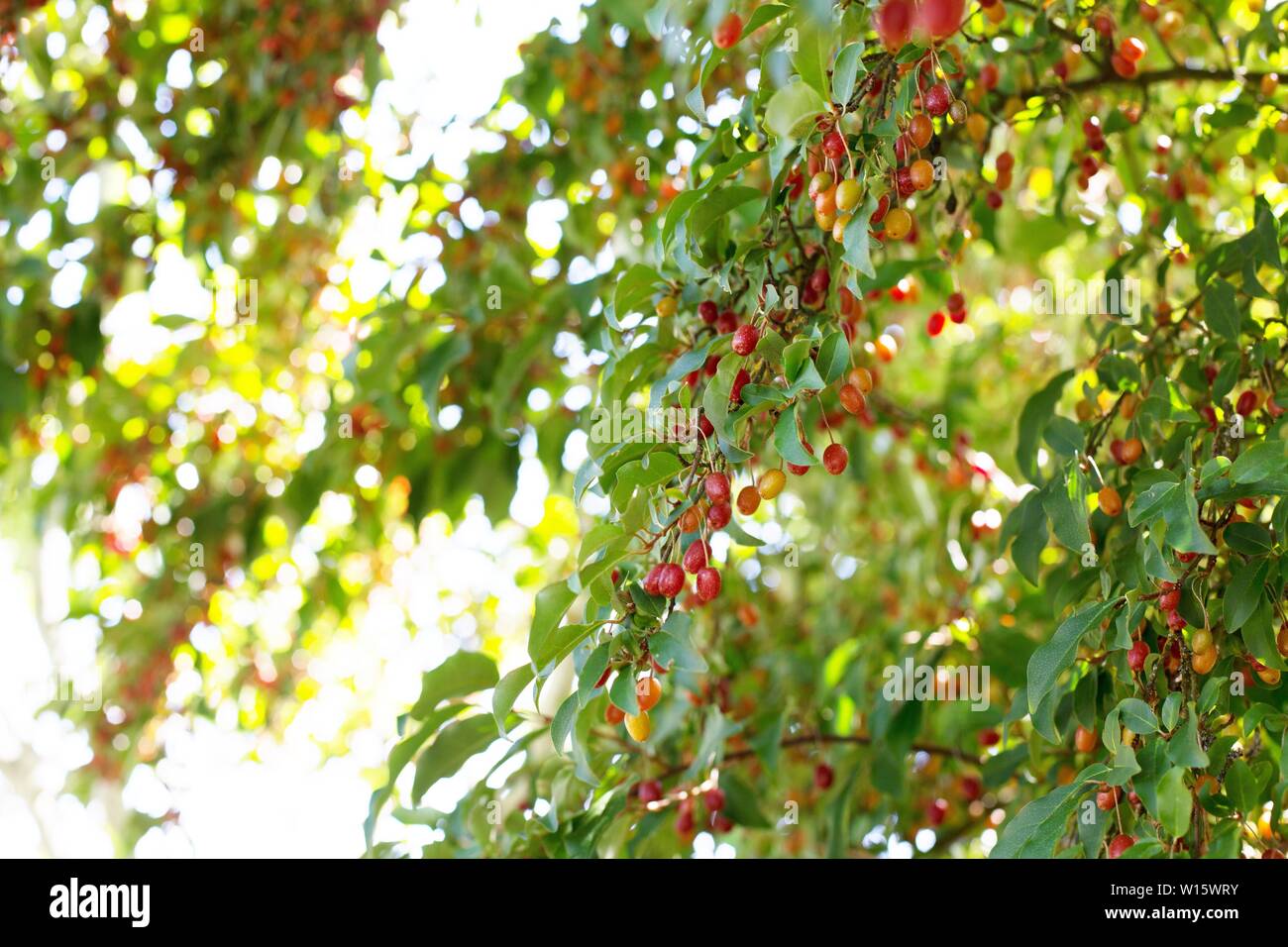 Sweet scarlet fruit hi-res stock photography and images - Alamy