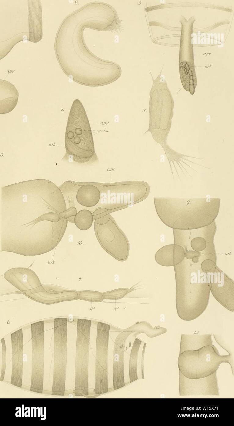 Doliolum High Resolution Stock Photography and Images - Alamy