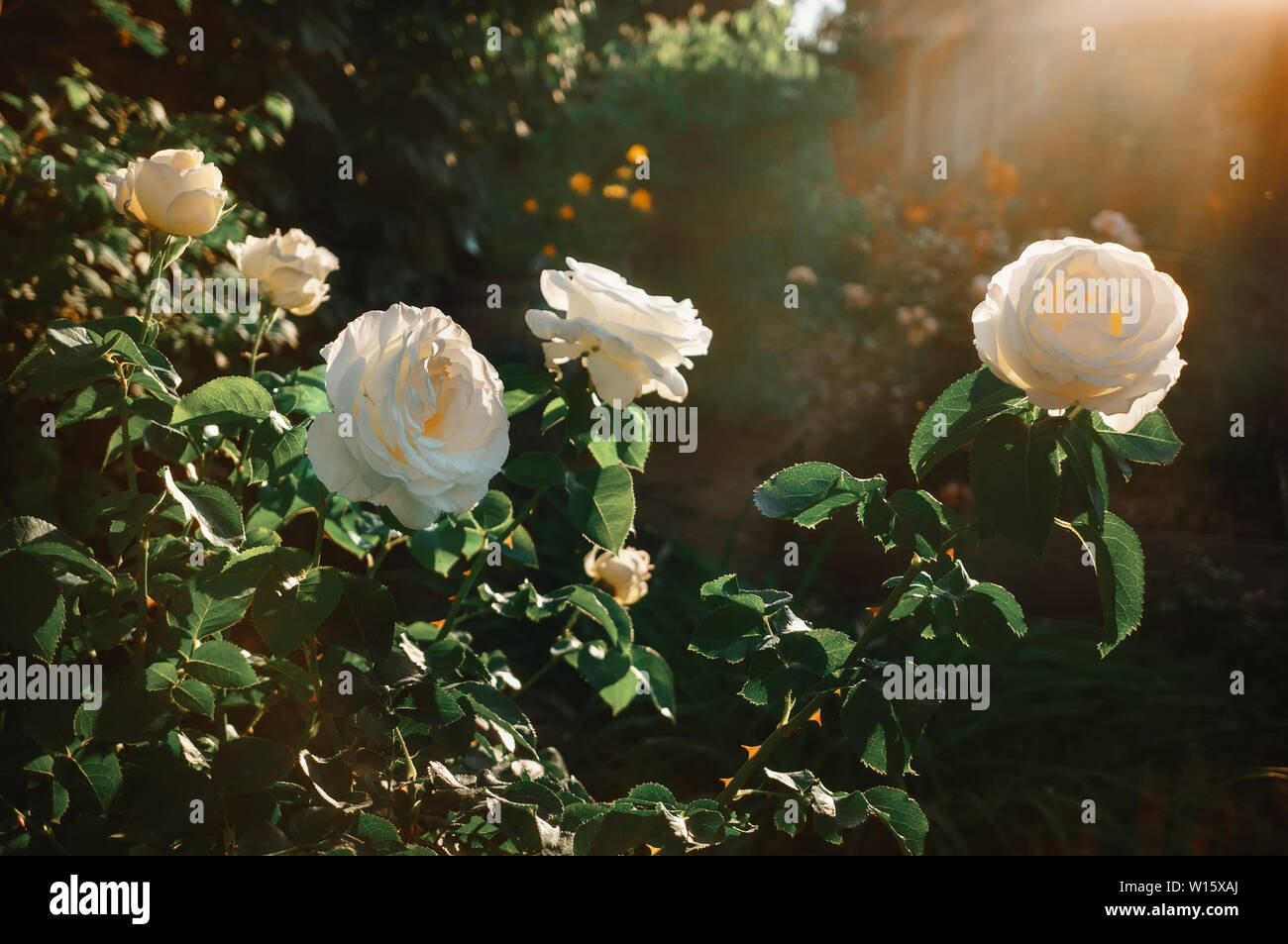 Solar delight hi-res stock photography and images - Alamy