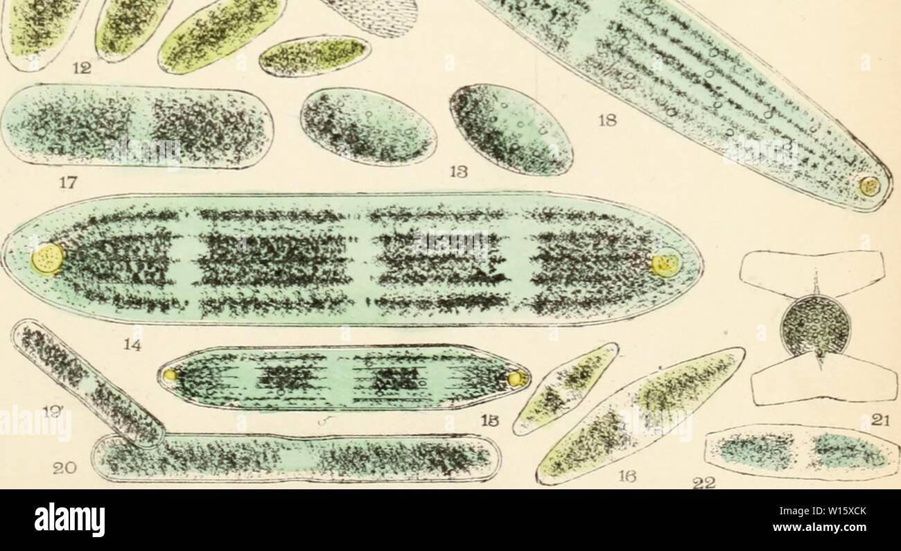 Archive image from page 188 of Desmids of the United States. Desmids of ...