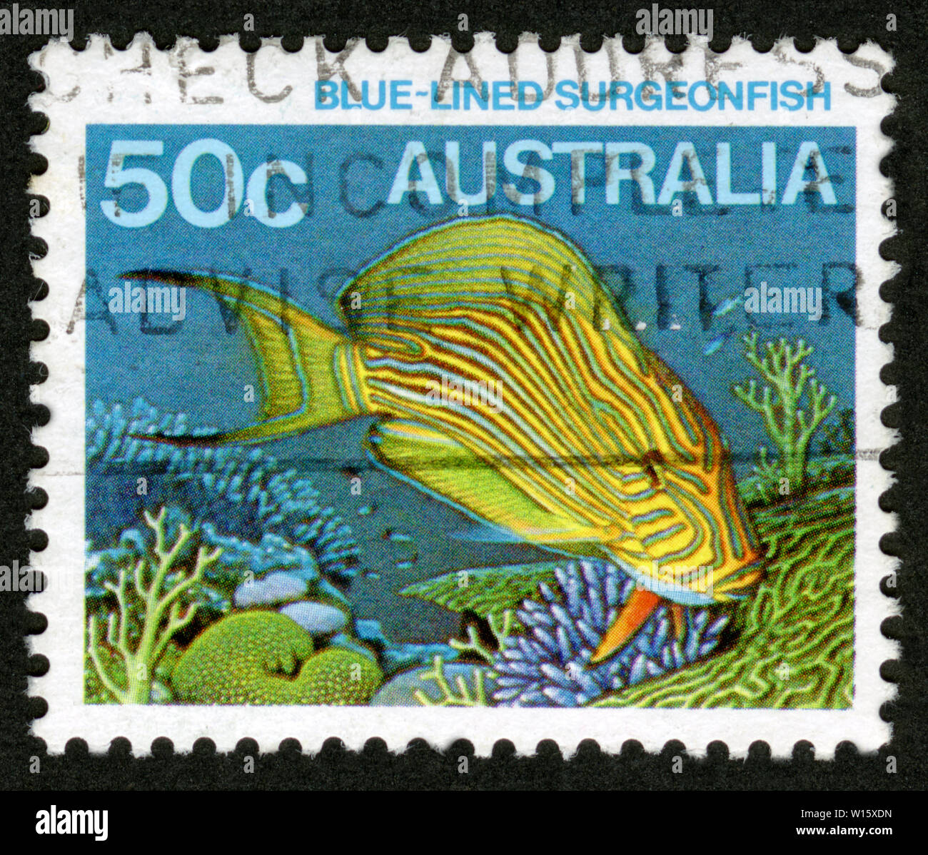 Blue lined surgeonfish hi-res stock photography and images - Alamy