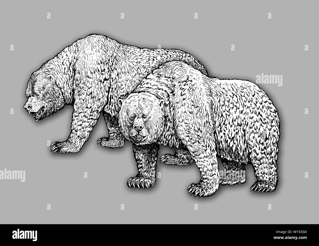 Grizzly bear family. Bear ink drawing. Animals illustartion Stock Photo ...