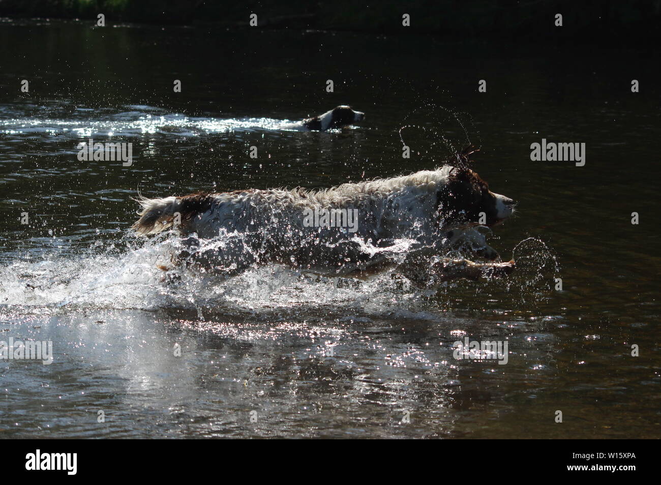 Welsh springer spaniels hi-res stock photography and images - Alamy