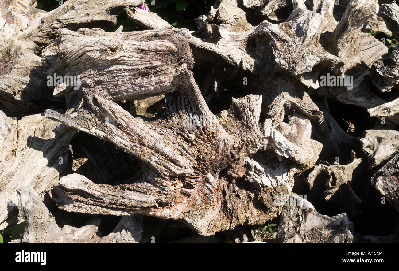 Tree stumps hi-res stock photography and images - Alamy