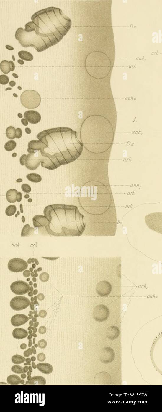 Doliolum hi-res stock photography and images - Alamy