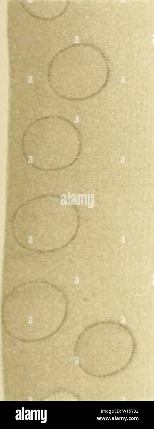 Doliolum High Resolution Stock Photography and Images - Alamy