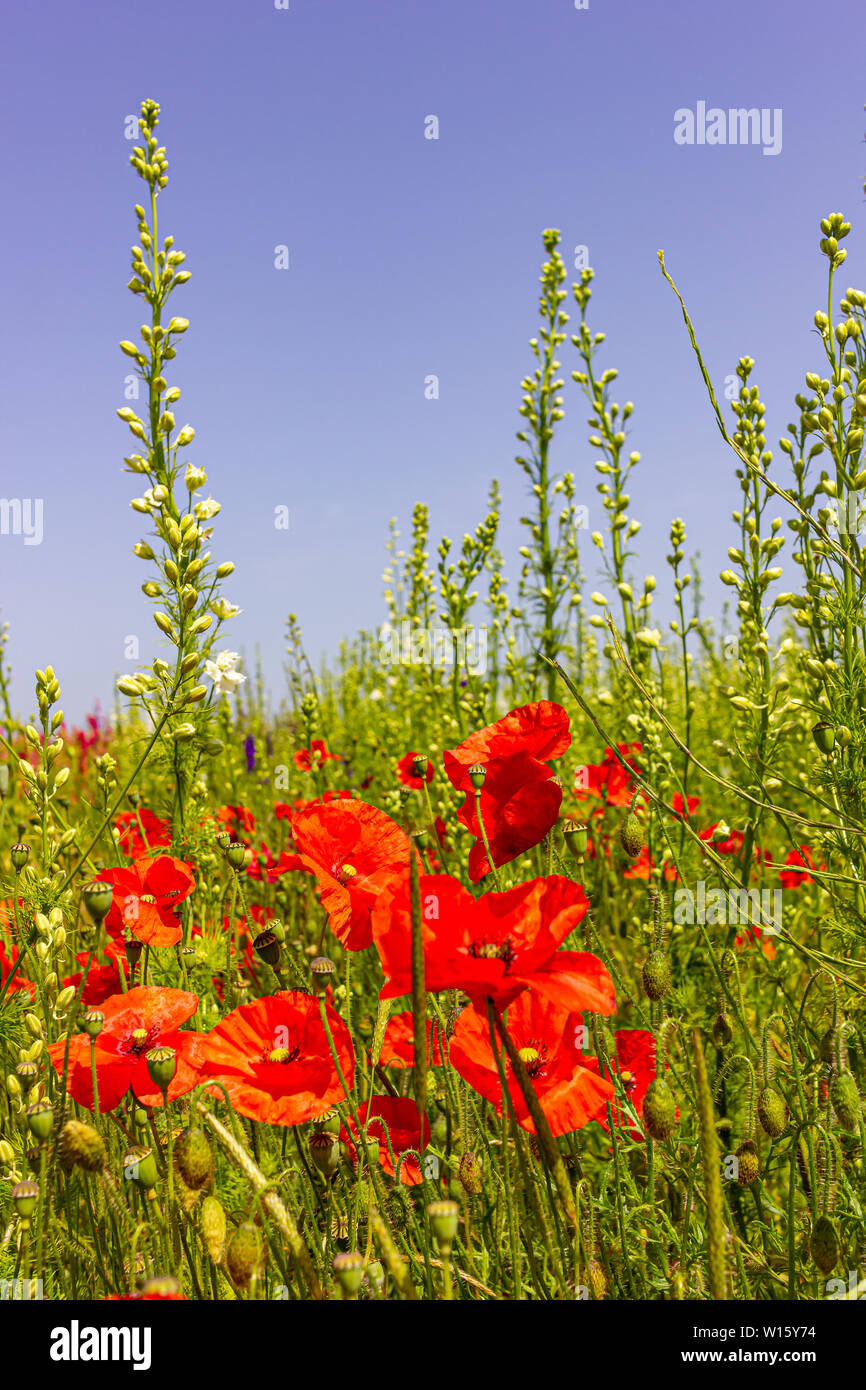 Confetti flower fields hi-res stock photography and images - Alamy