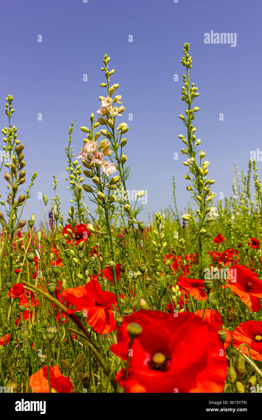 THE CONFETTI FIELDS, WICK, PERSHORE, WORCESTERSHIRE Stock Photo - Alamy