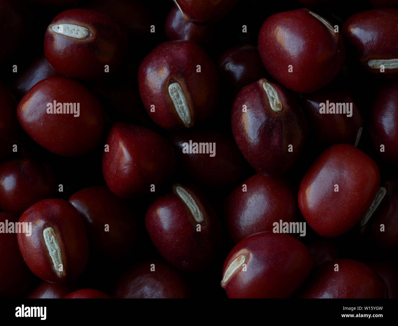 Azuki bean adzuki bean vigna angularis hi-res stock photography and ...