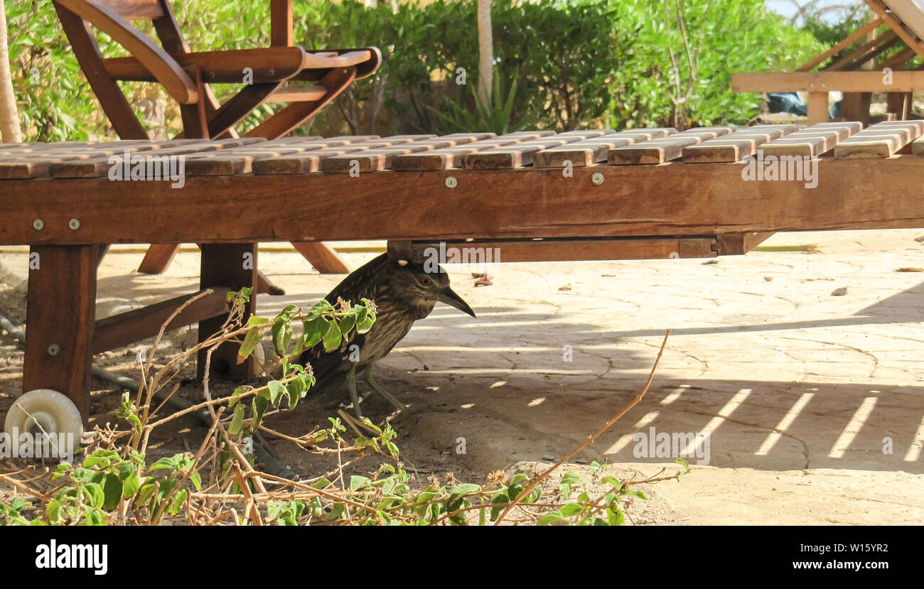 Hiding Under Bench High Resolution Stock Photography and Images - Alamy