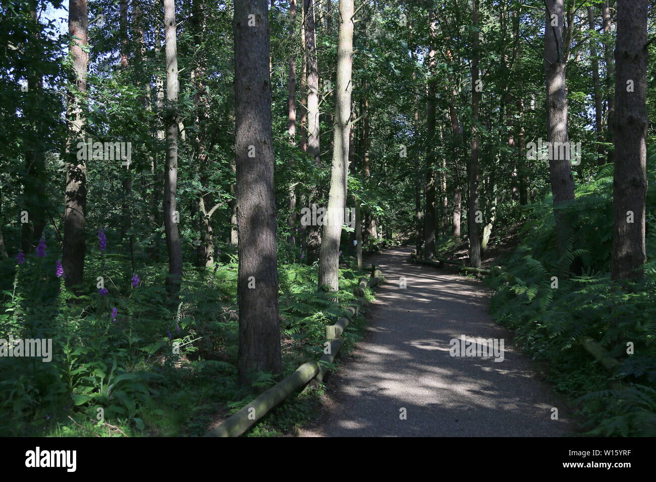 Woodland walkway, Center Parcs Elveden Forest, Brandon, Suffolk ...