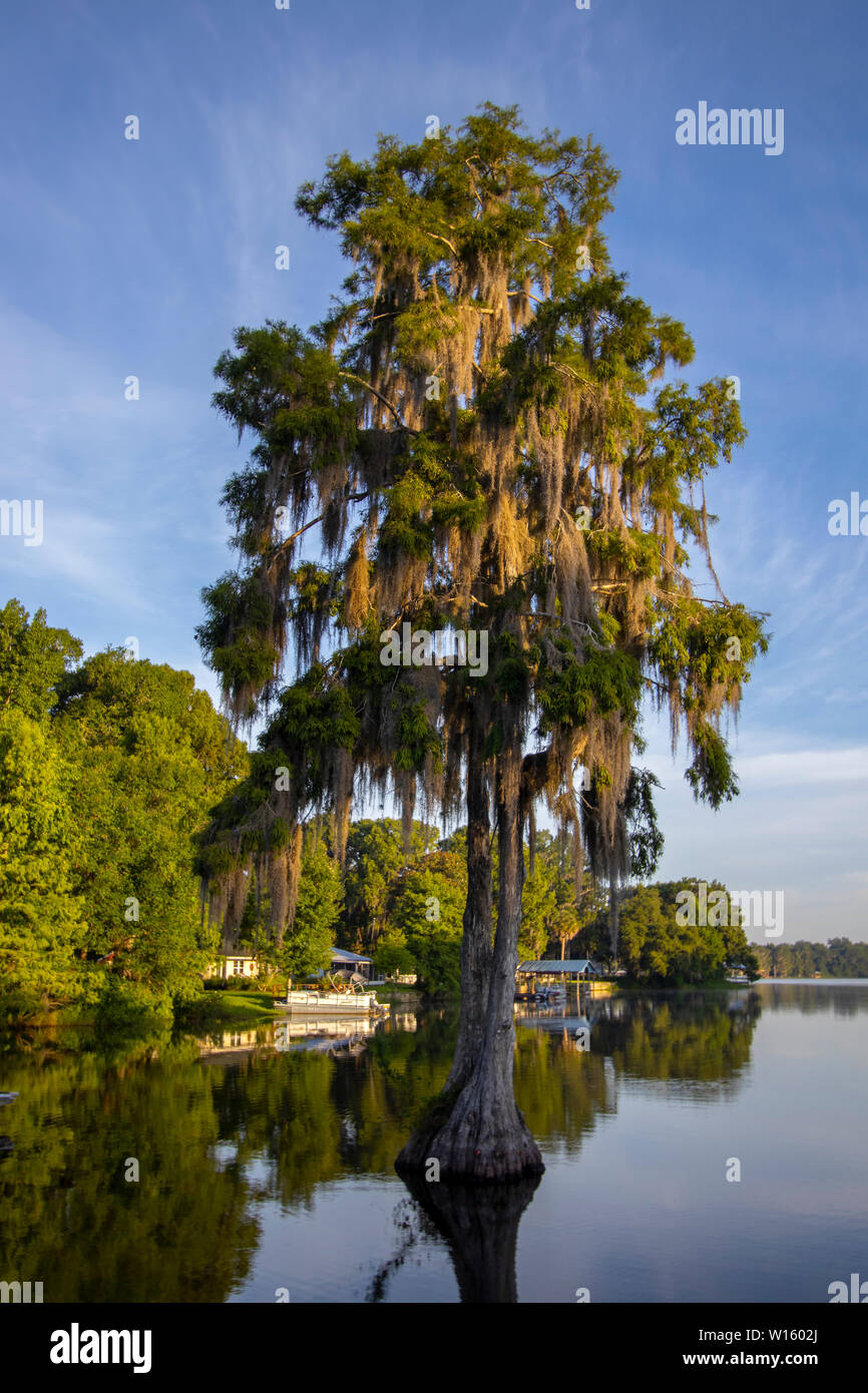 Cypress tree lake hi-res stock photography and images - Alamy