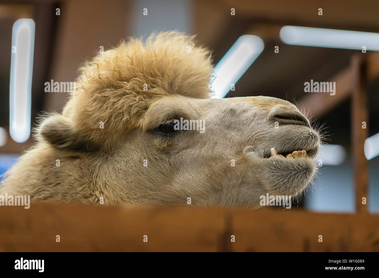 Fluffy funny camel's head protrudes through a wooden fence inside the ...