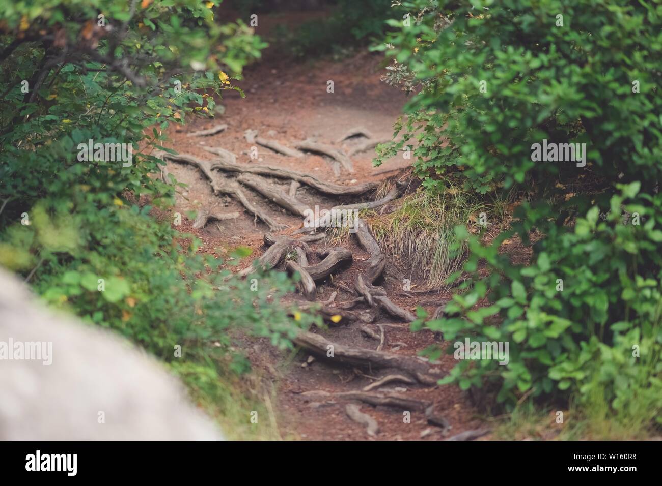 Large tree roots stick out from the Earth Stock Photo - Alamy