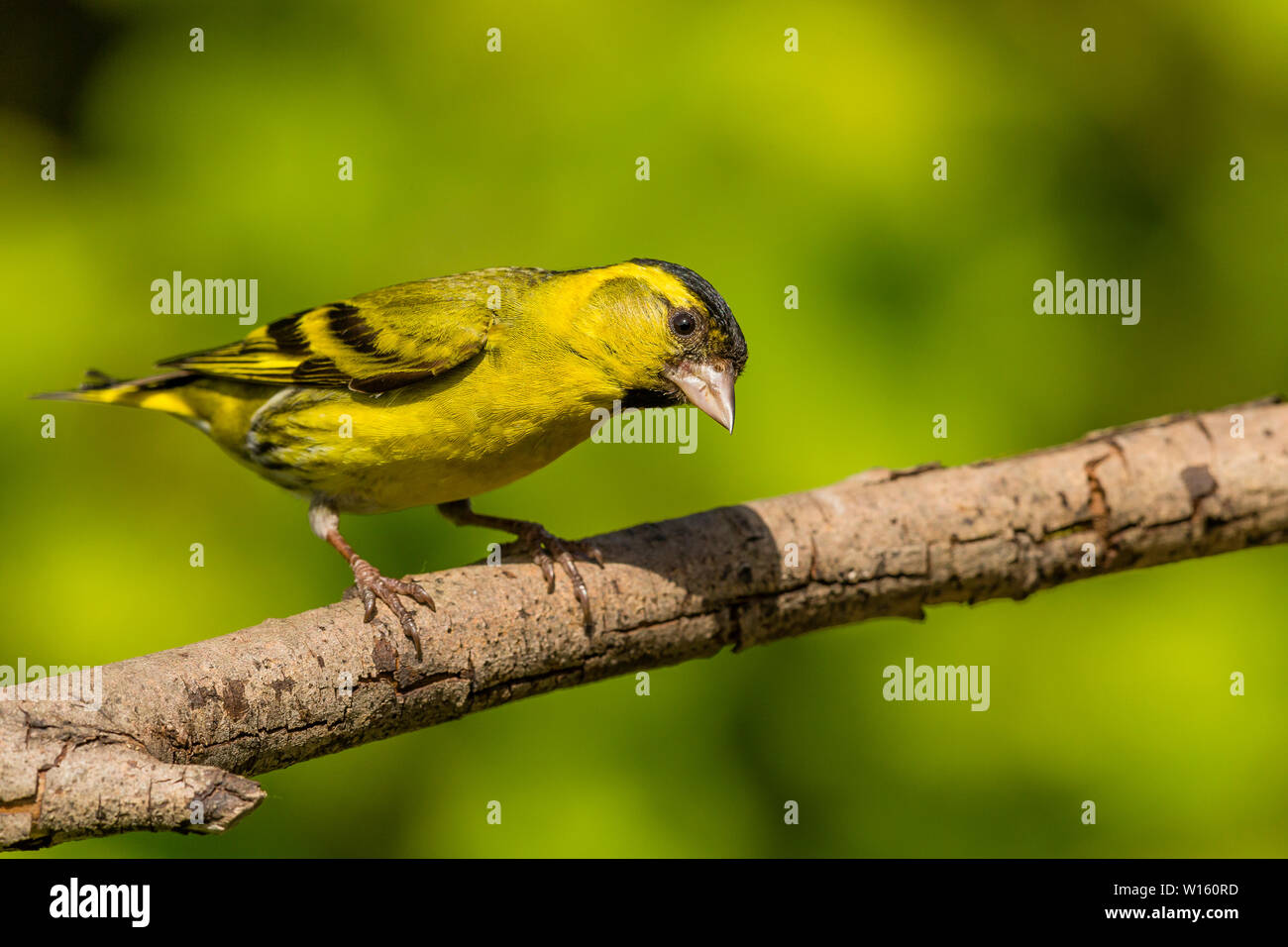 Male siskin foraging in late spring/early summer sunshine in mid Wales ...