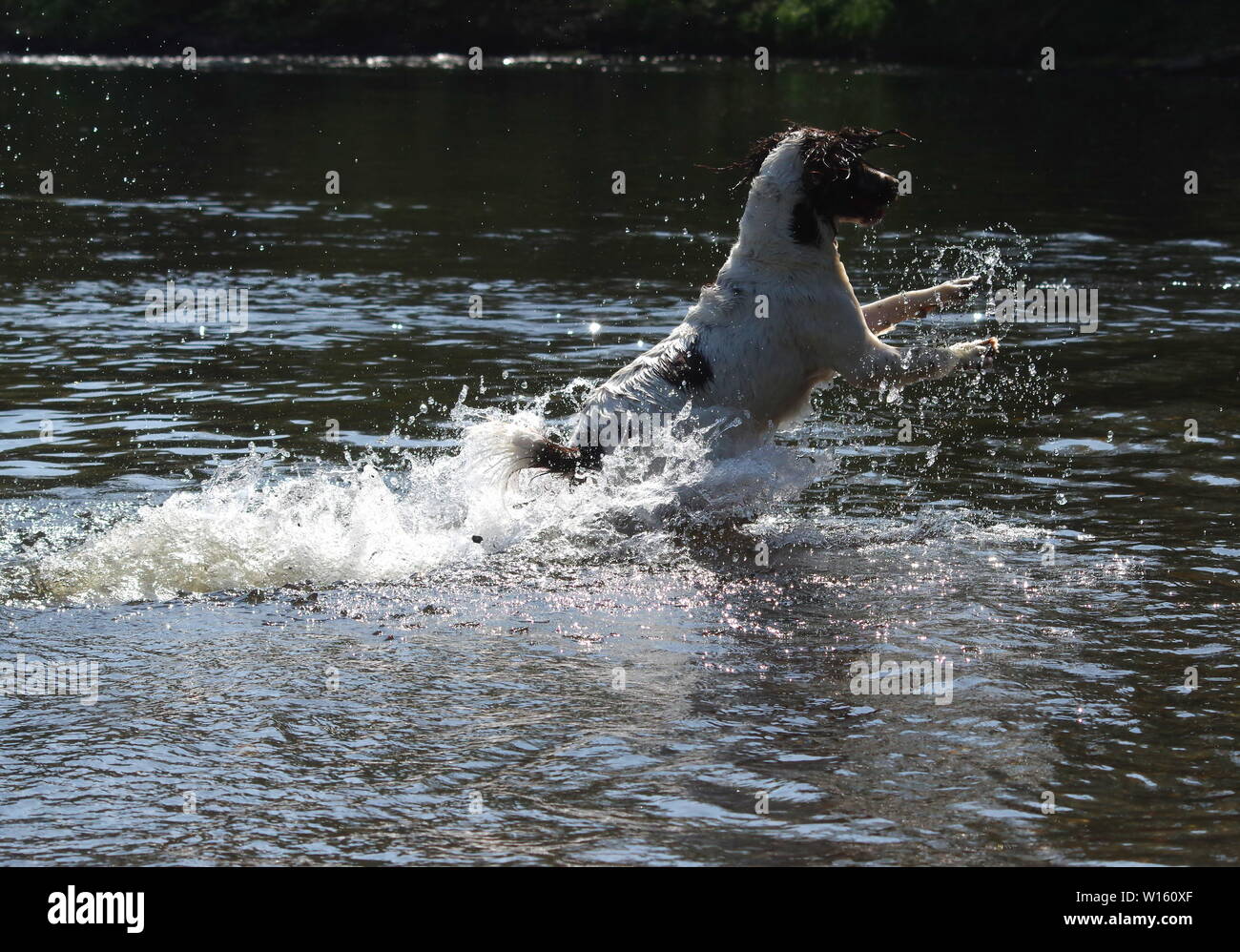 Springer spaniels running into water Stock Photo - Alamy