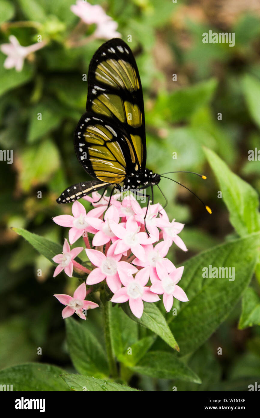Borboleta flor hi-res stock photography and images - Alamy