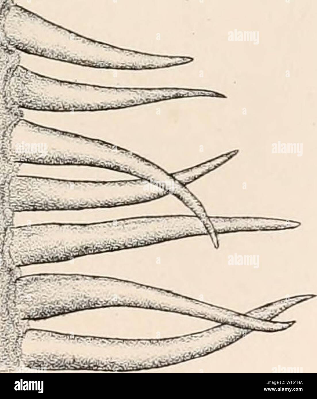 Yyuy hi-res stock photography and images - Alamy