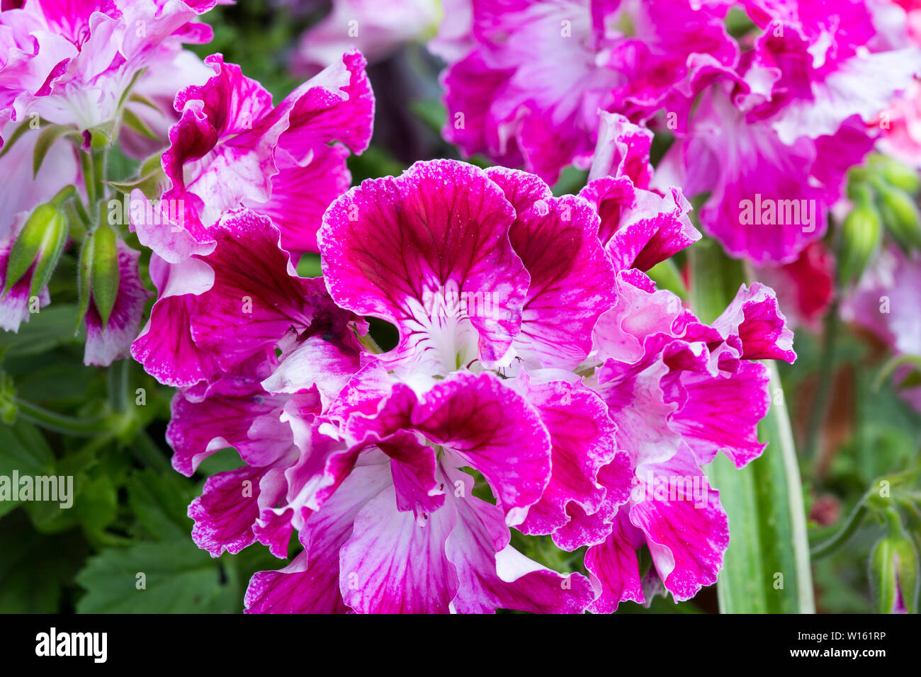 Flowers growing in a greenhouse at Holehird Gardens, Windermere, UK ...