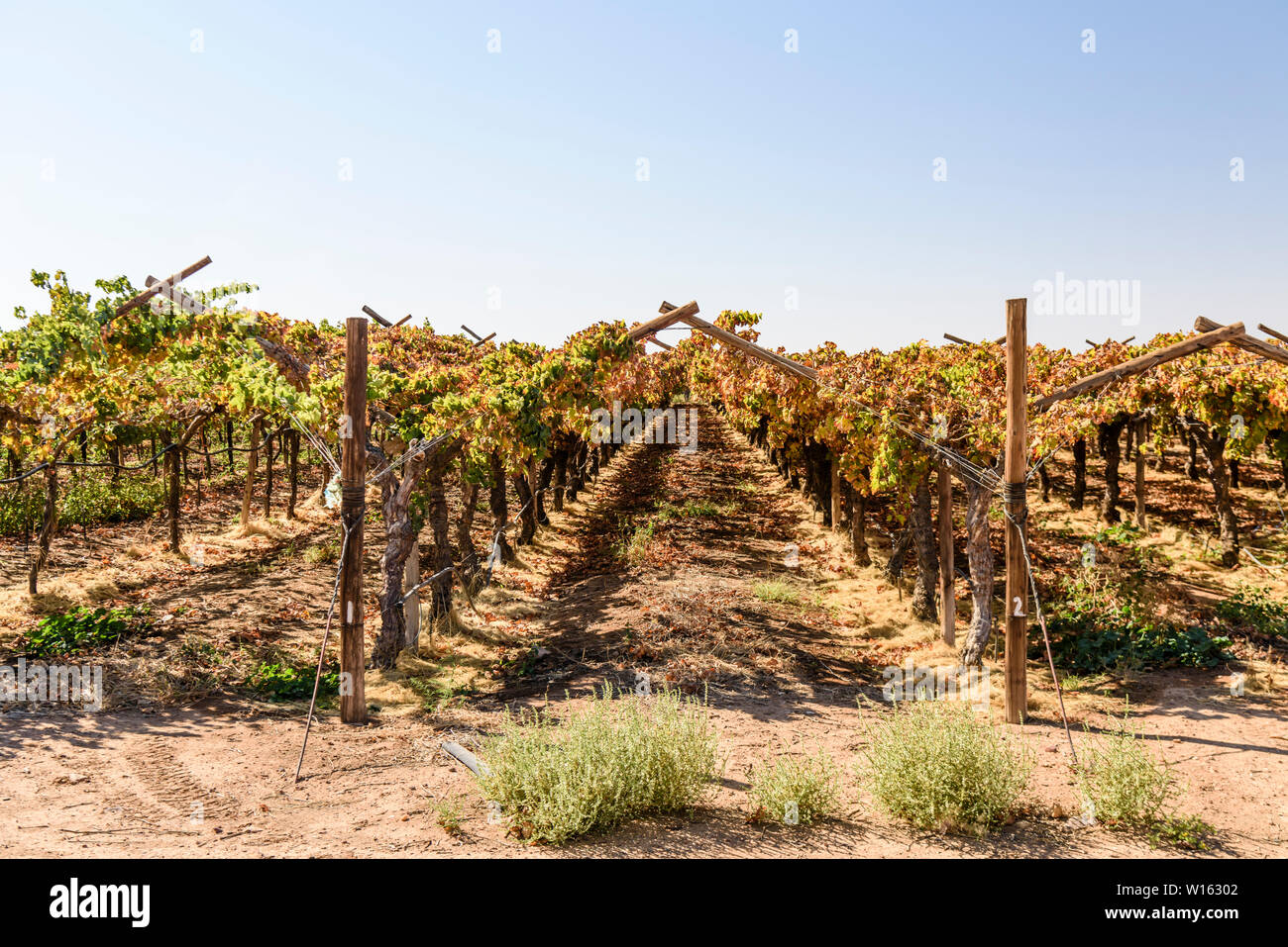 Rows of vines growing grapes at Mariental, Namibia Stock Photo - Alamy