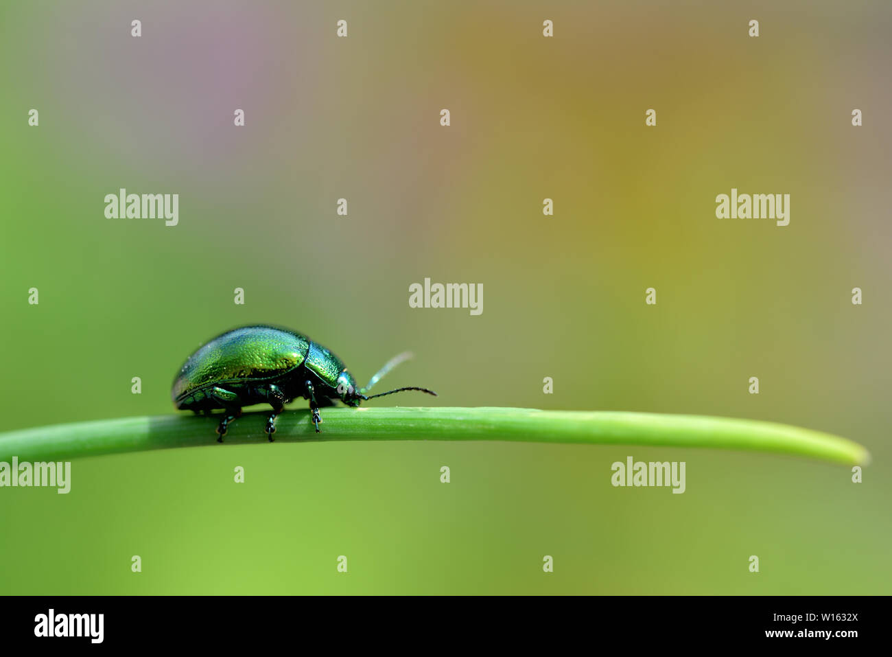 small green beetle on a blade of grass in summer against green ...