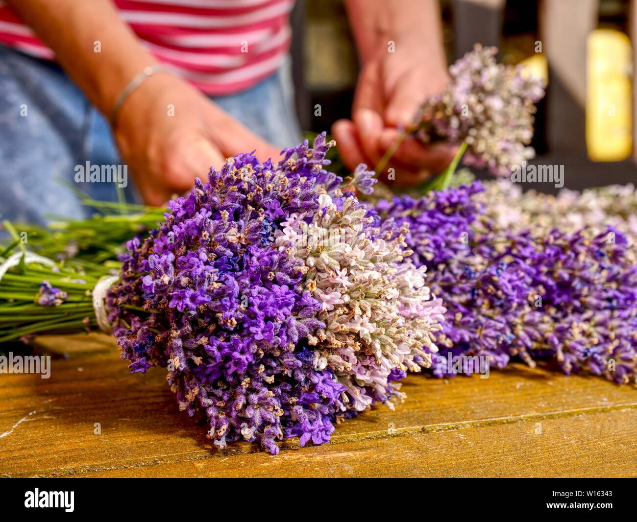 Girls hands are binding levander bunches in old farm. Aromatic therapy ...