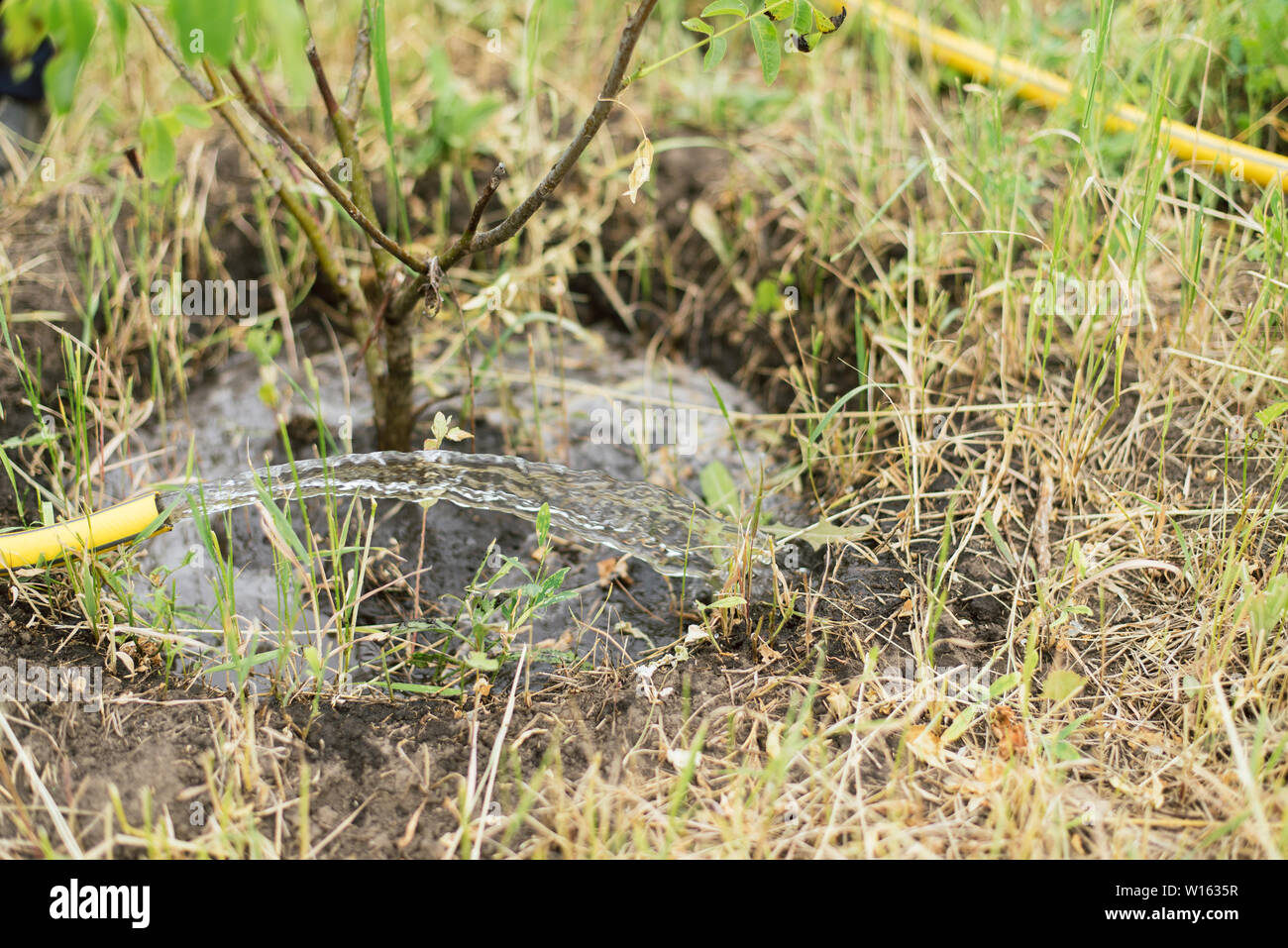 watering a small tree from a hose. a small tree is flooded with water ...