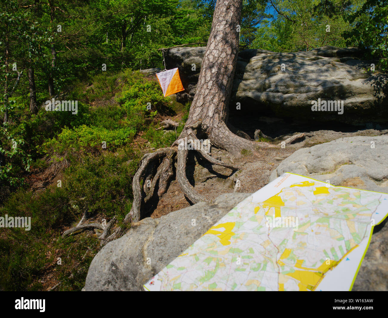 Person check the map within orienteering run. Sportsman running in ...