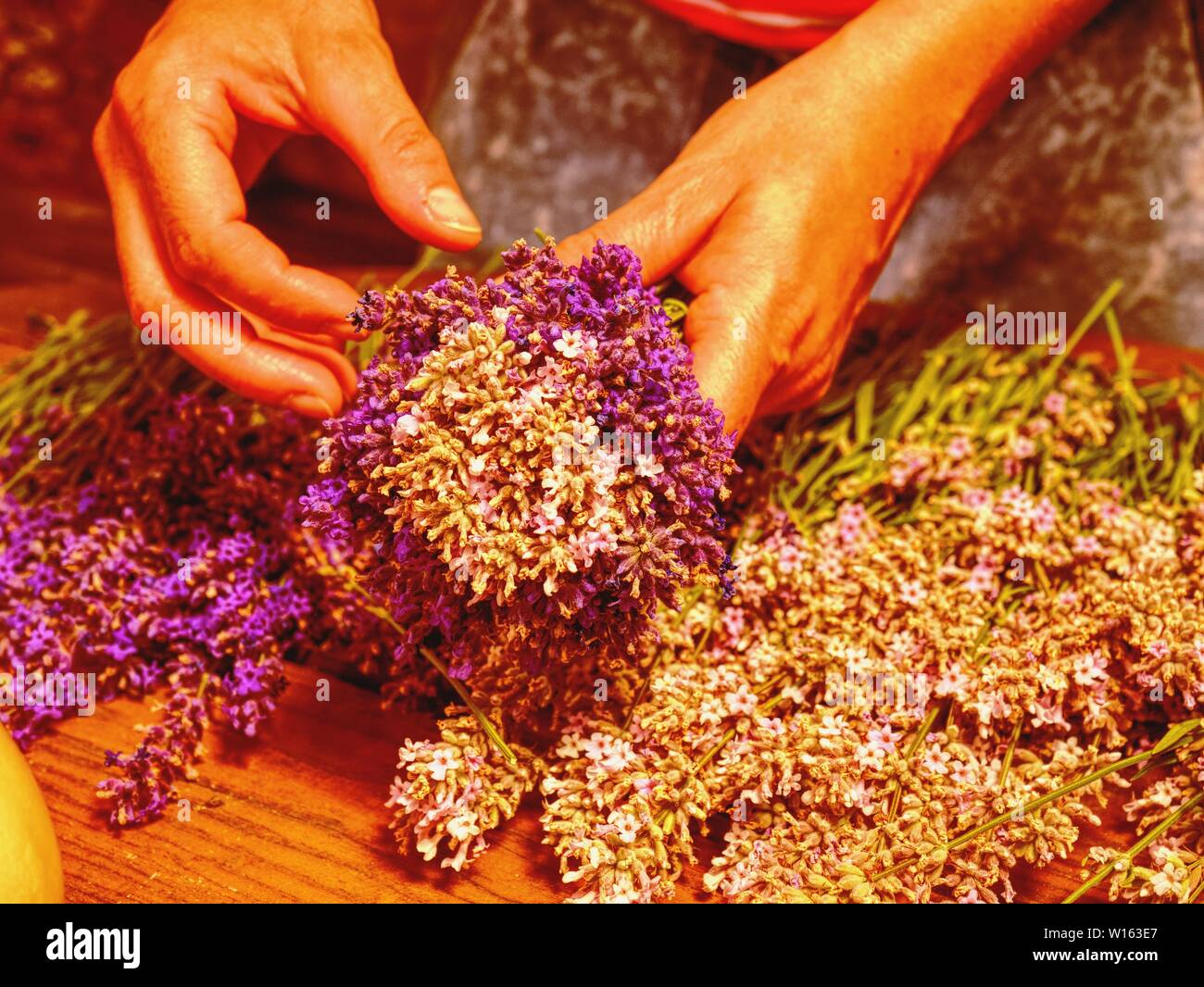 Levander plant hi-res stock photography and images - Alamy
