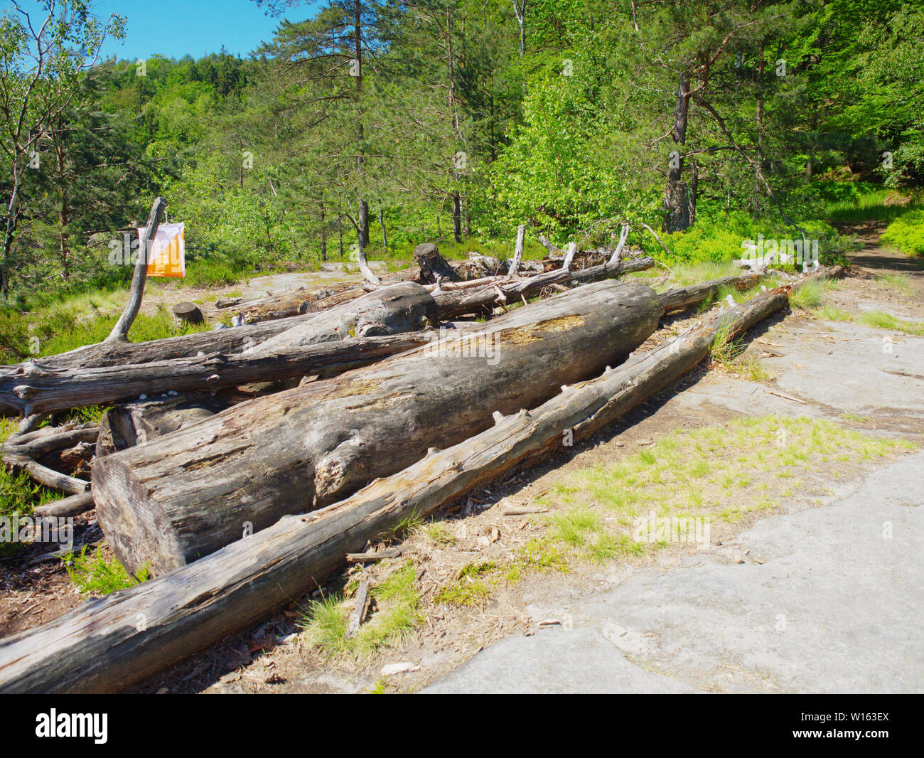 Orienteering orange white box outdoor in a forest. Popular sport ...